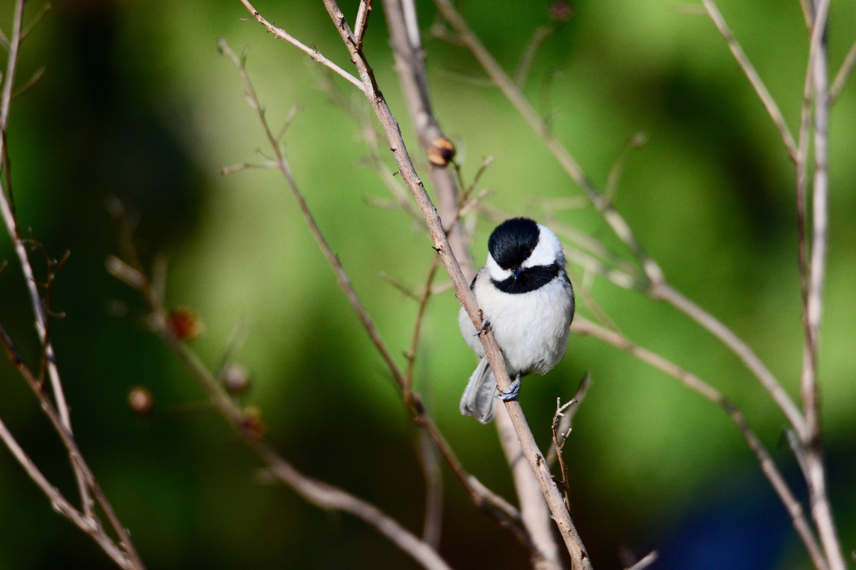 Black-capped chickadee – Birds of Greater Philadelphia