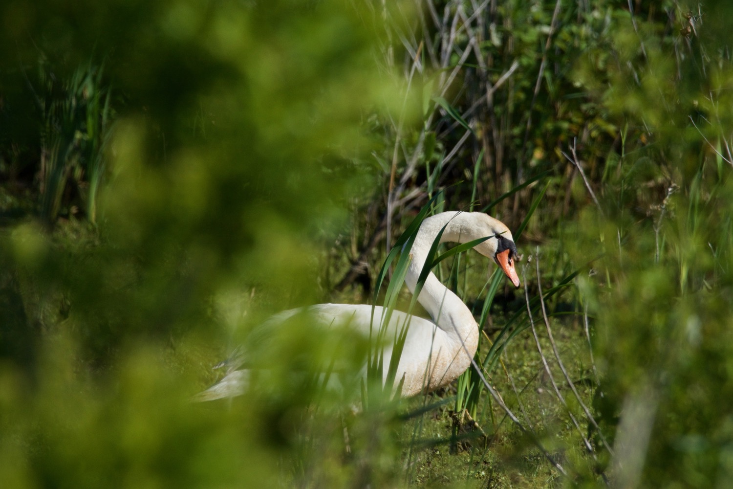 Mute swan – Birds of Greater Philadelphia
